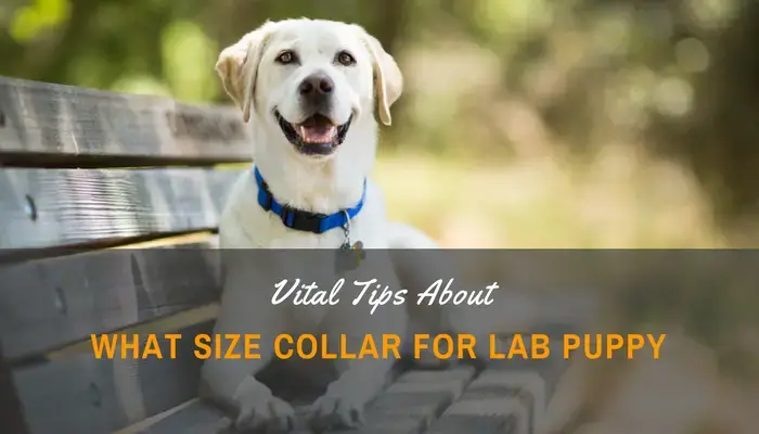 What Size Dog Collar For A Labrador