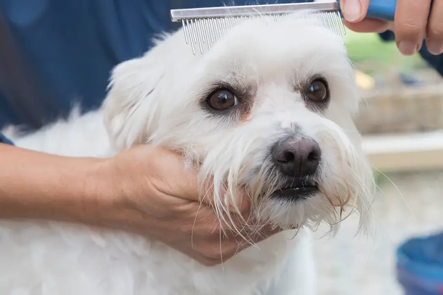 Get Rid Of Stains From White Dog Fur An Easy Guide To Removing Stains Get Rid Of Stains From White Dog Fur An Easy Guide To Removing Stains