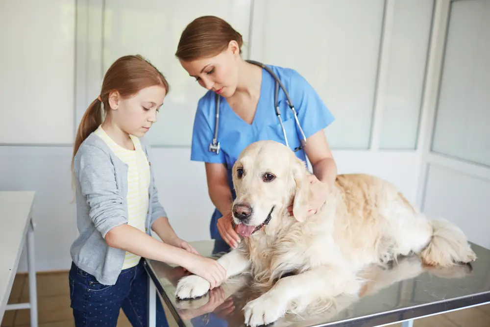 Why Preventative Care Can Be Essential For Your Pet's Health