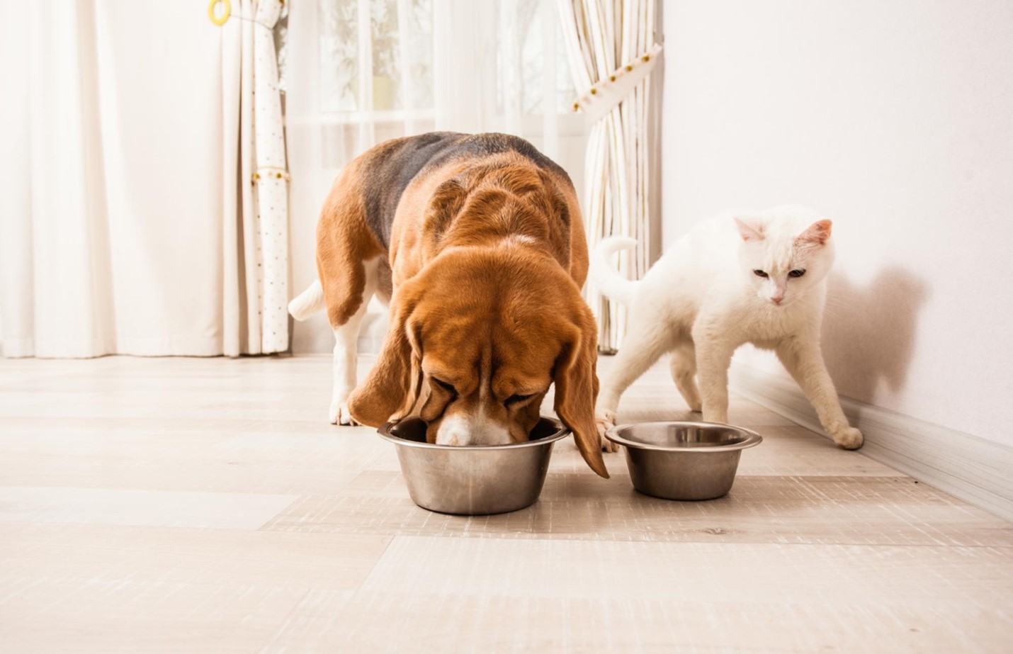 Go Raw, Go Healthy: Transform Your Pet's Diet
